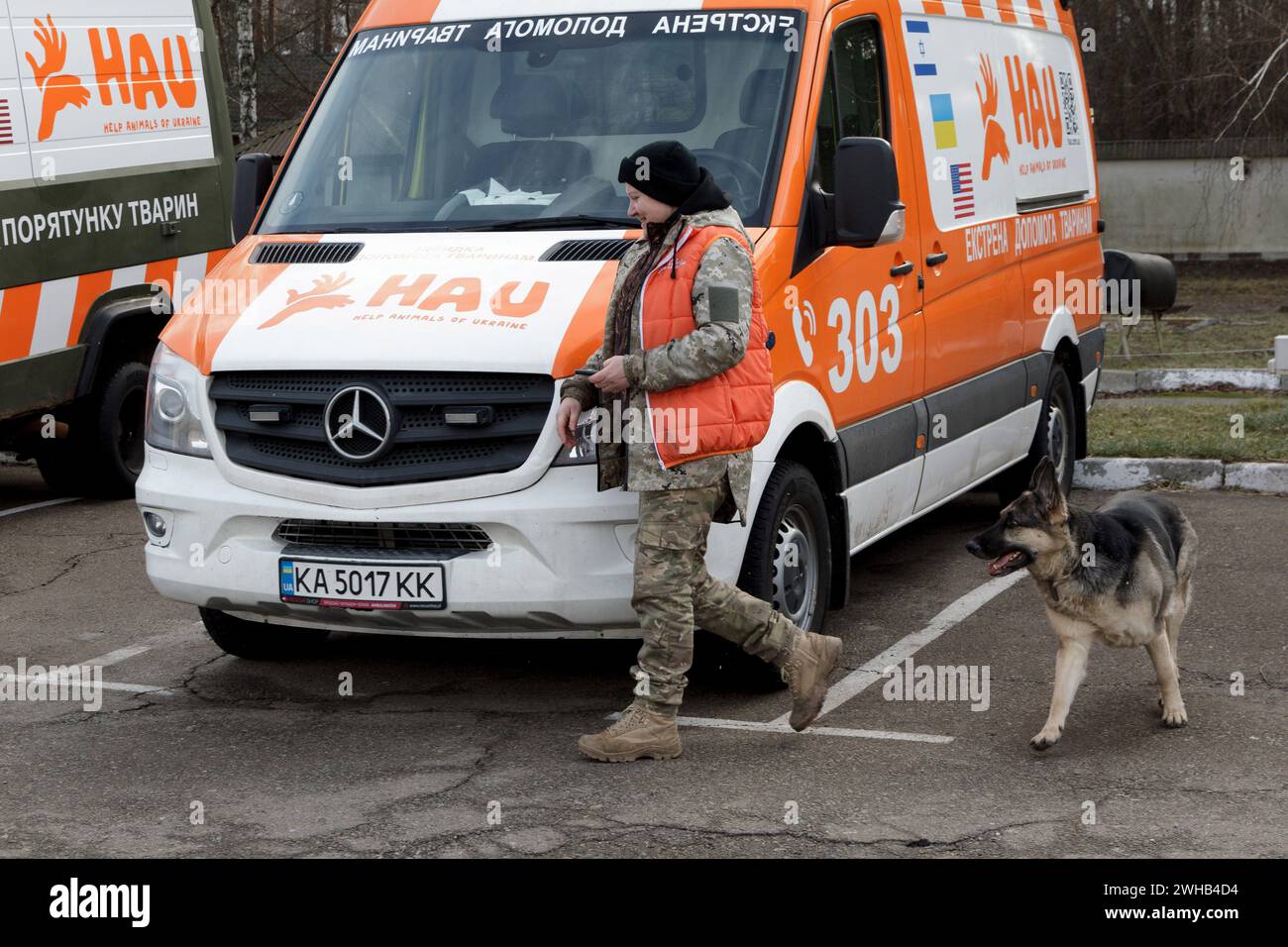 CHUBYNSKE, UKRAINE - FEBRUARY 8, 2024 - A German Shepherd dog follows ...