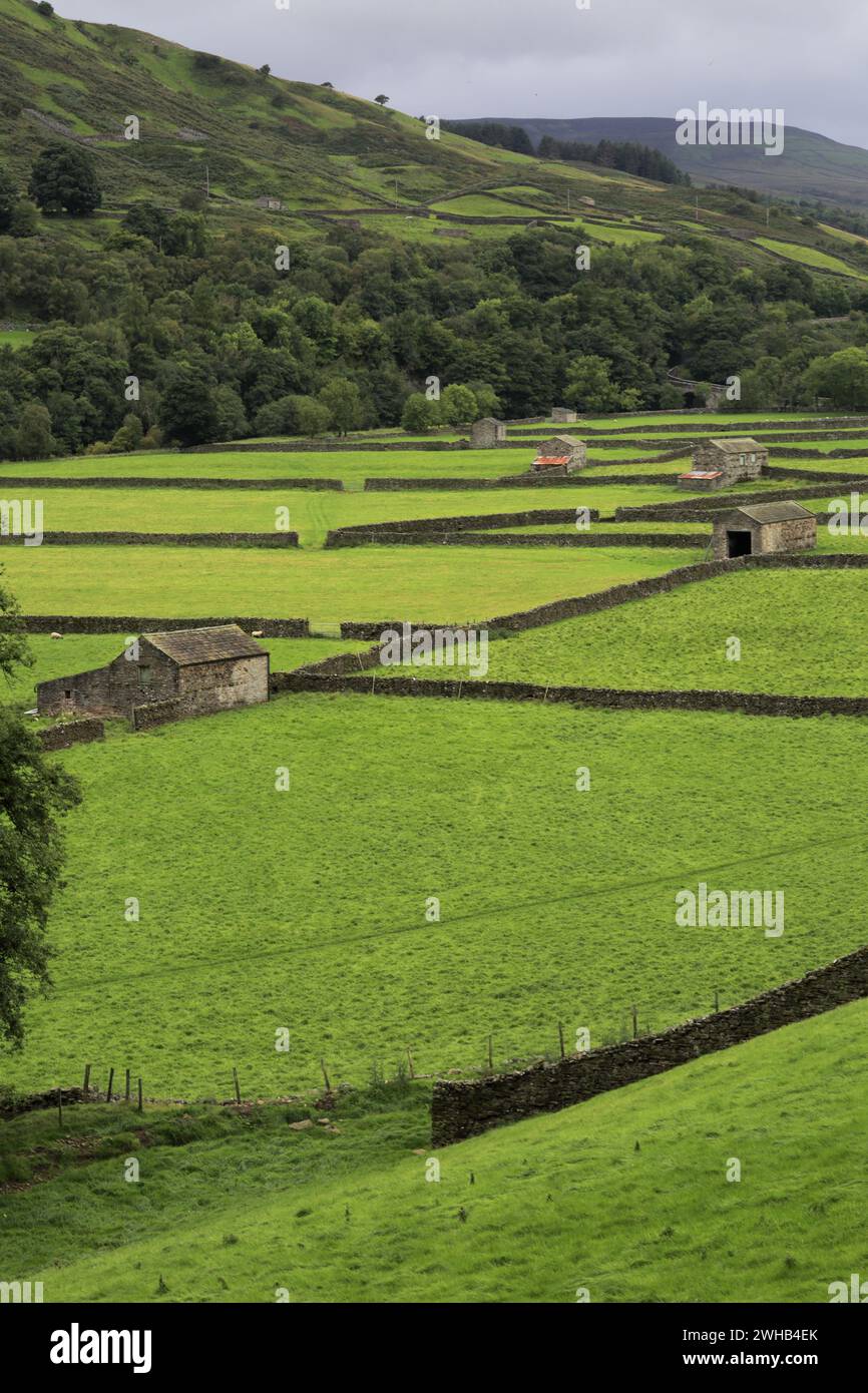 Stone barns and sheep at Gunnerside village, Swaledale; Yorkshire Dales ...