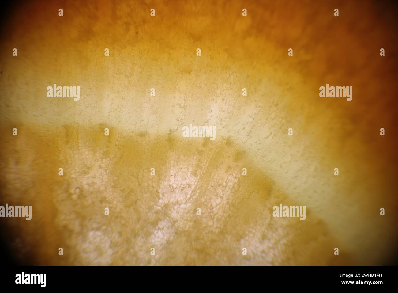 Carrot root cells Stock Photo - Alamy