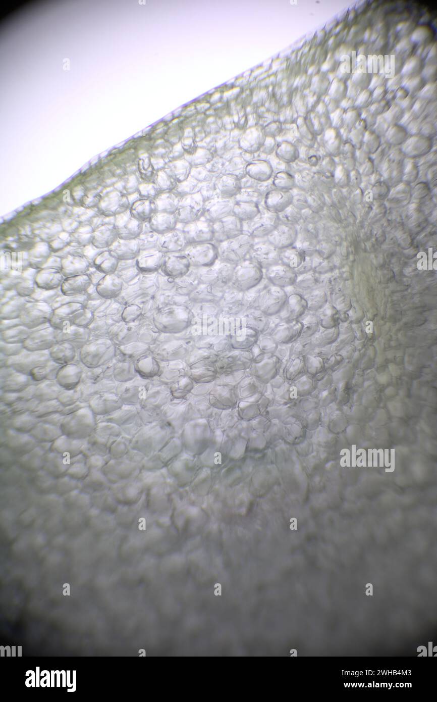 Onion cells hi-res stock photography and images - Alamy