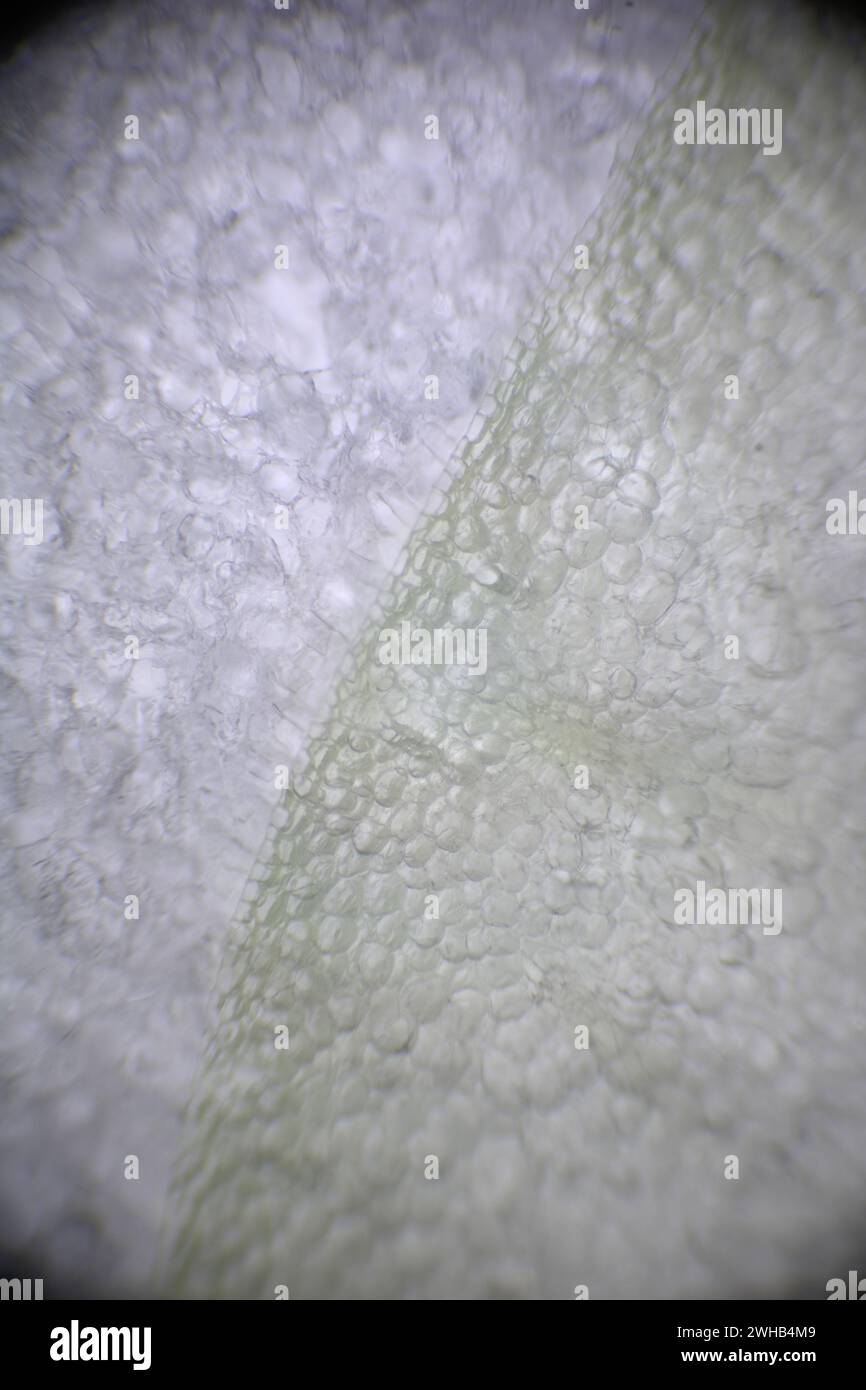 Onion cells hi-res stock photography and images - Alamy