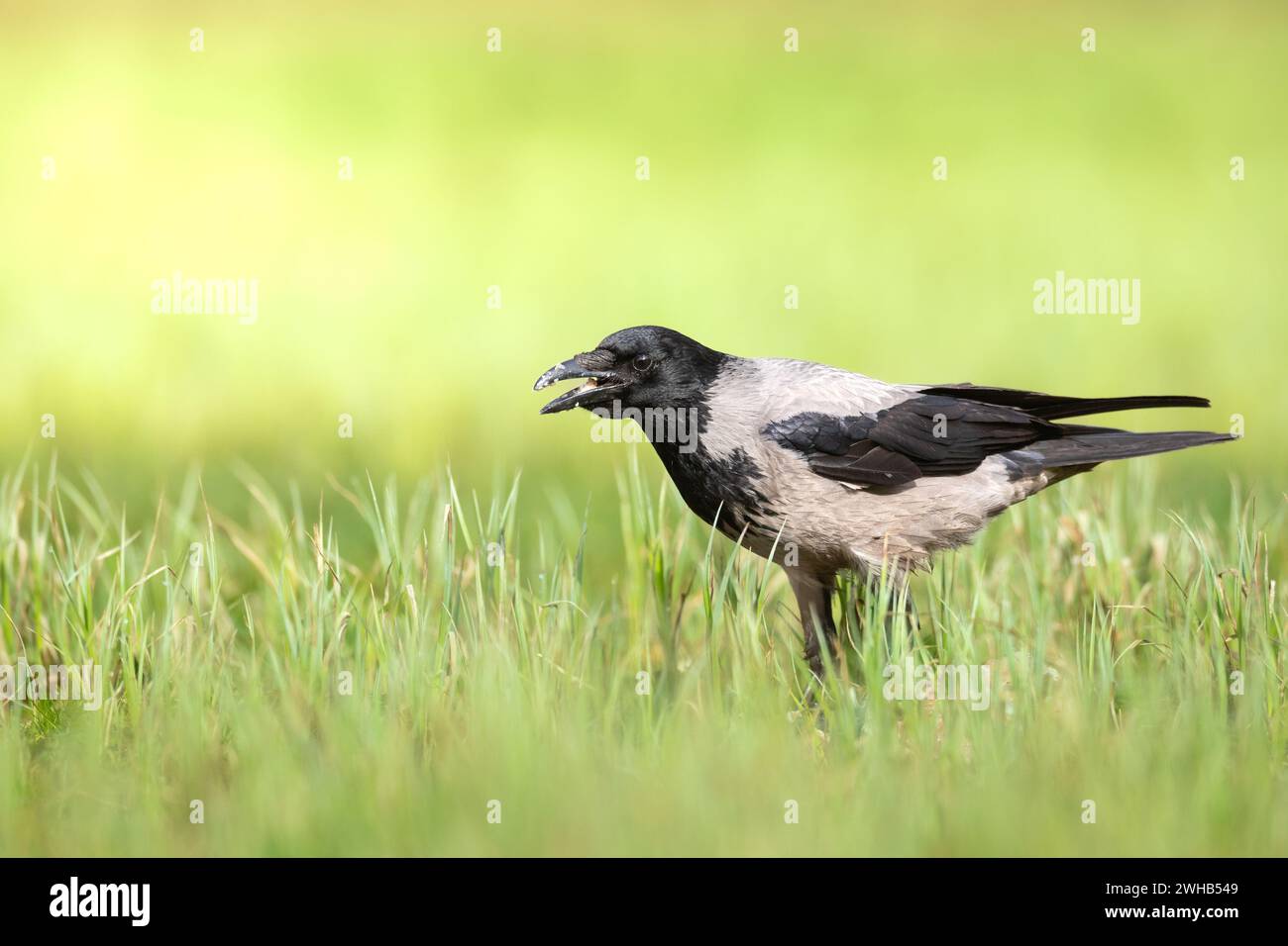 flying Bird - Hooded crow Corvus cornix in amazing warm background ...