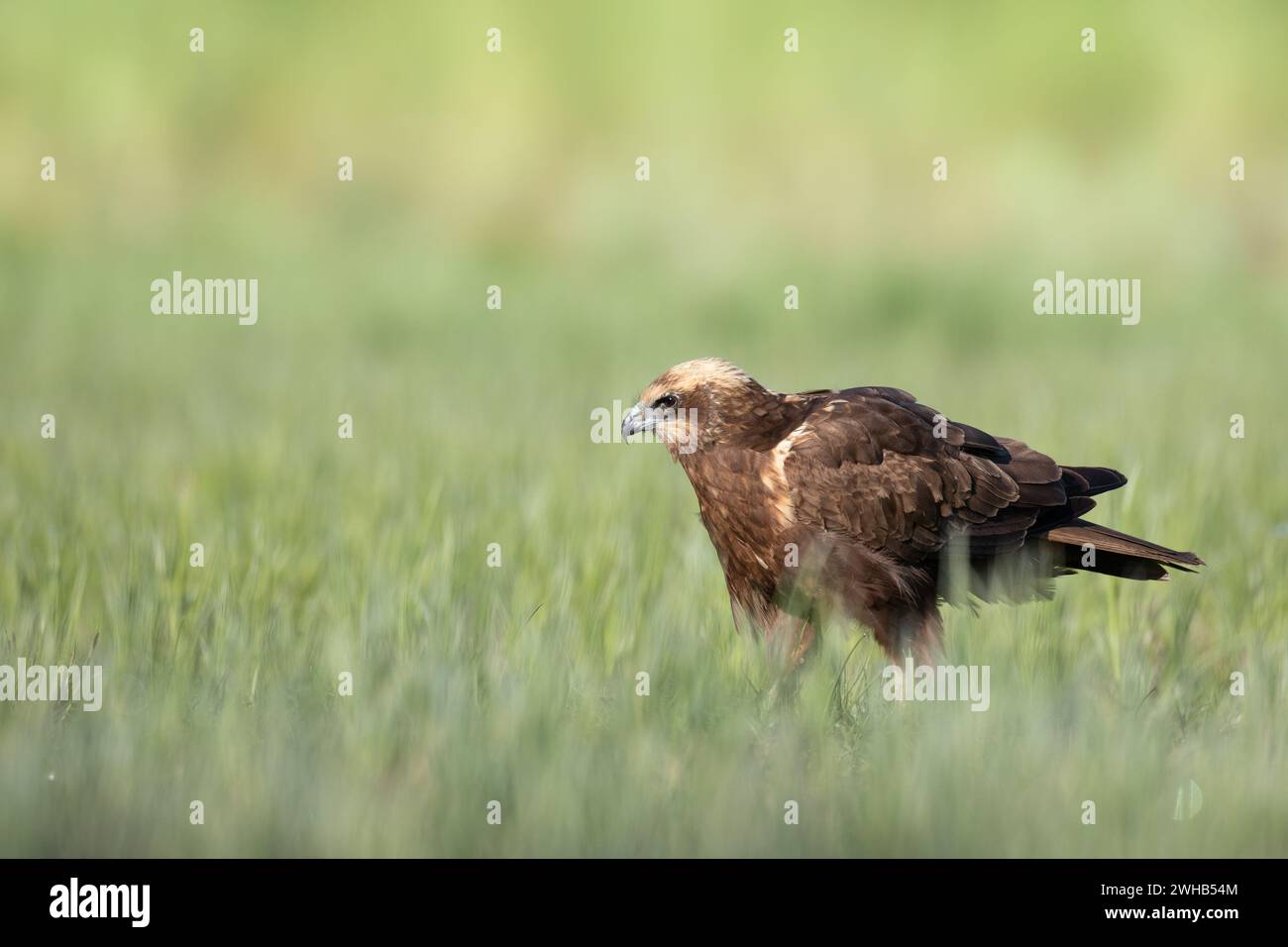 Flying Birds of prey Marsh harrier Circus aeruginosus, hunting time ...