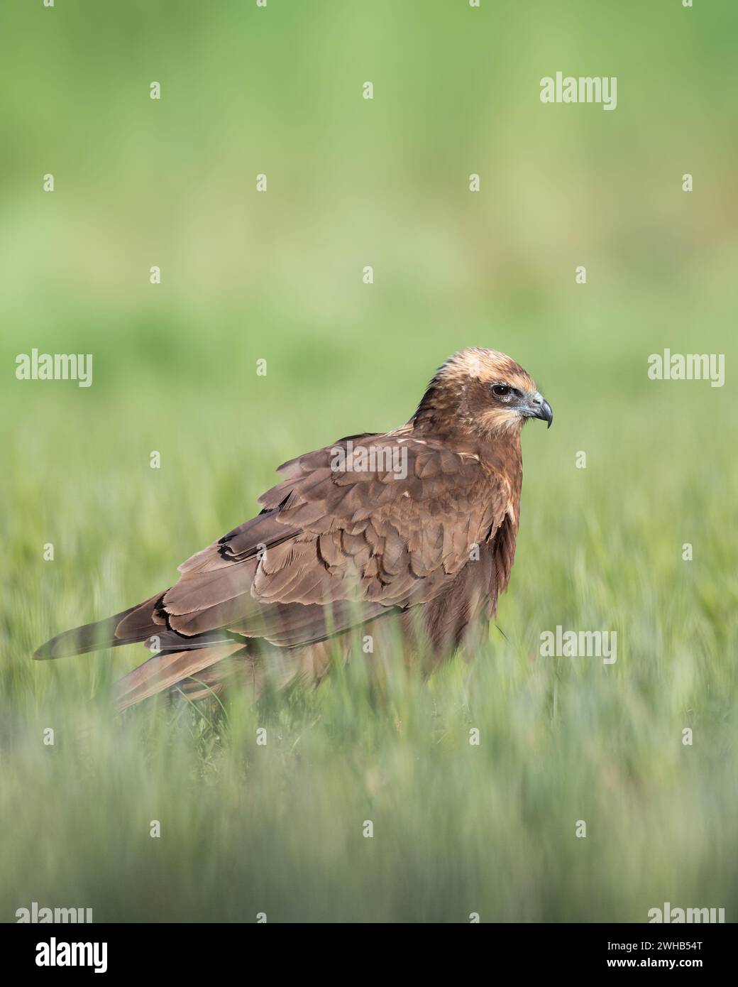 Flying Birds of prey Marsh harrier Circus aeruginosus, hunting time ...