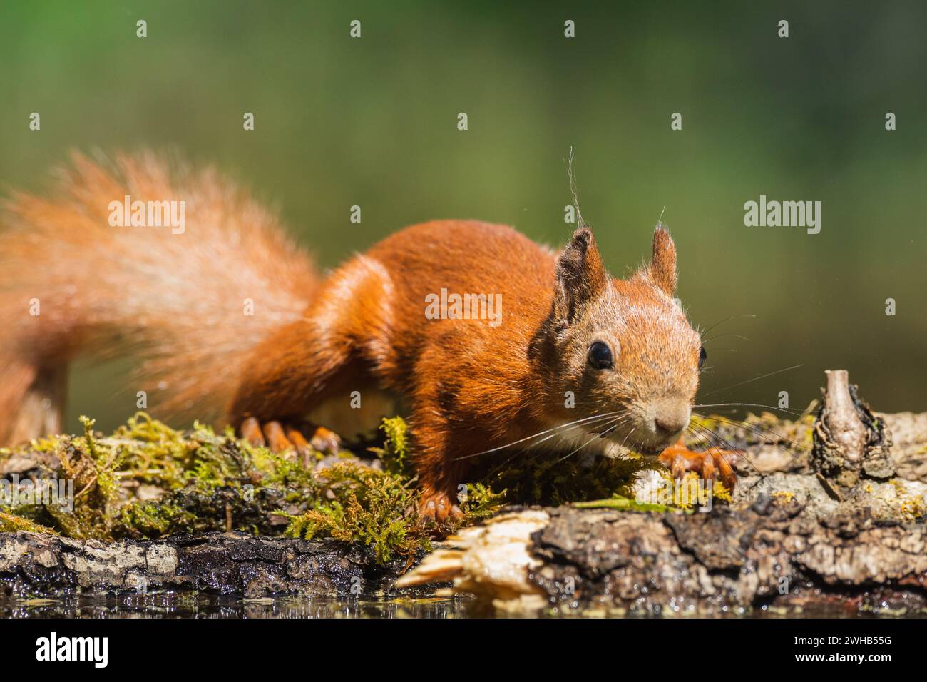 Sciurus vulgaris squirrel hi-res stock photography and images - Alamy
