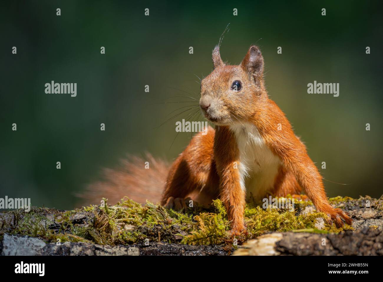 Sciurus vulgaris squirrel hi-res stock photography and images - Alamy