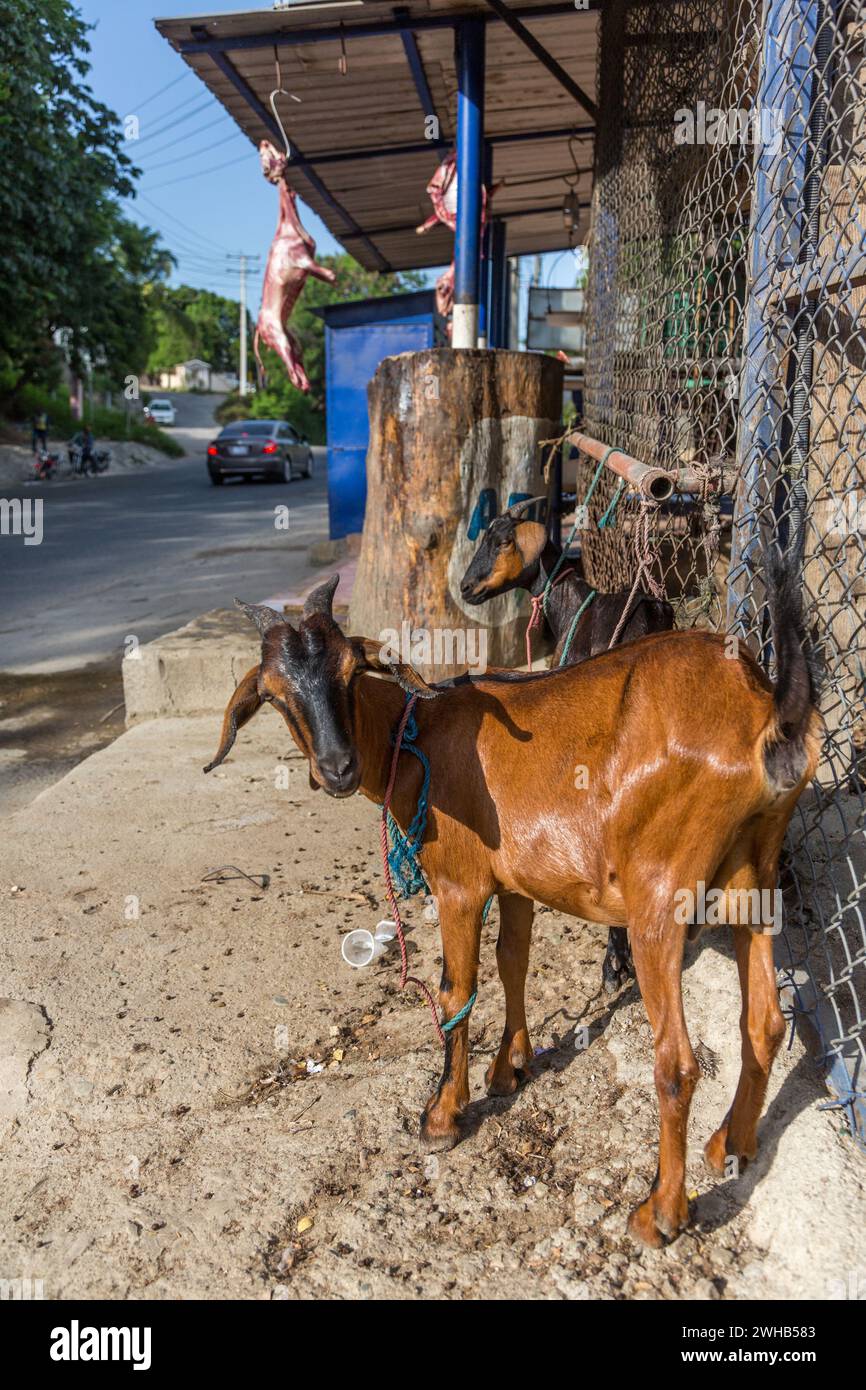 Goats awaiting being butchered and strung up for sale on a roadside in ...