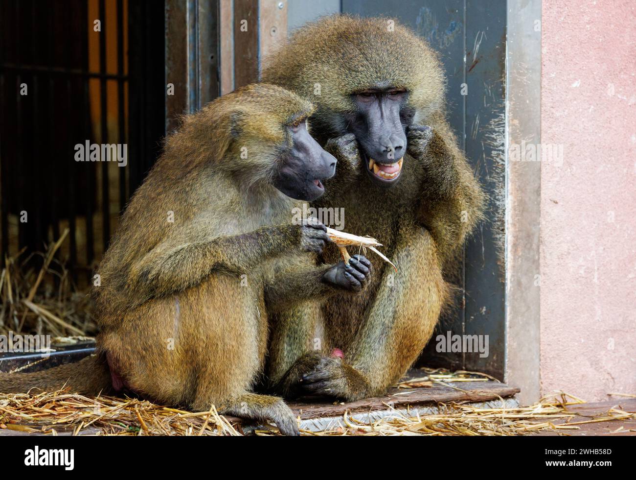 Baboon in zoo enclosure hi-res stock photography and images - Alamy