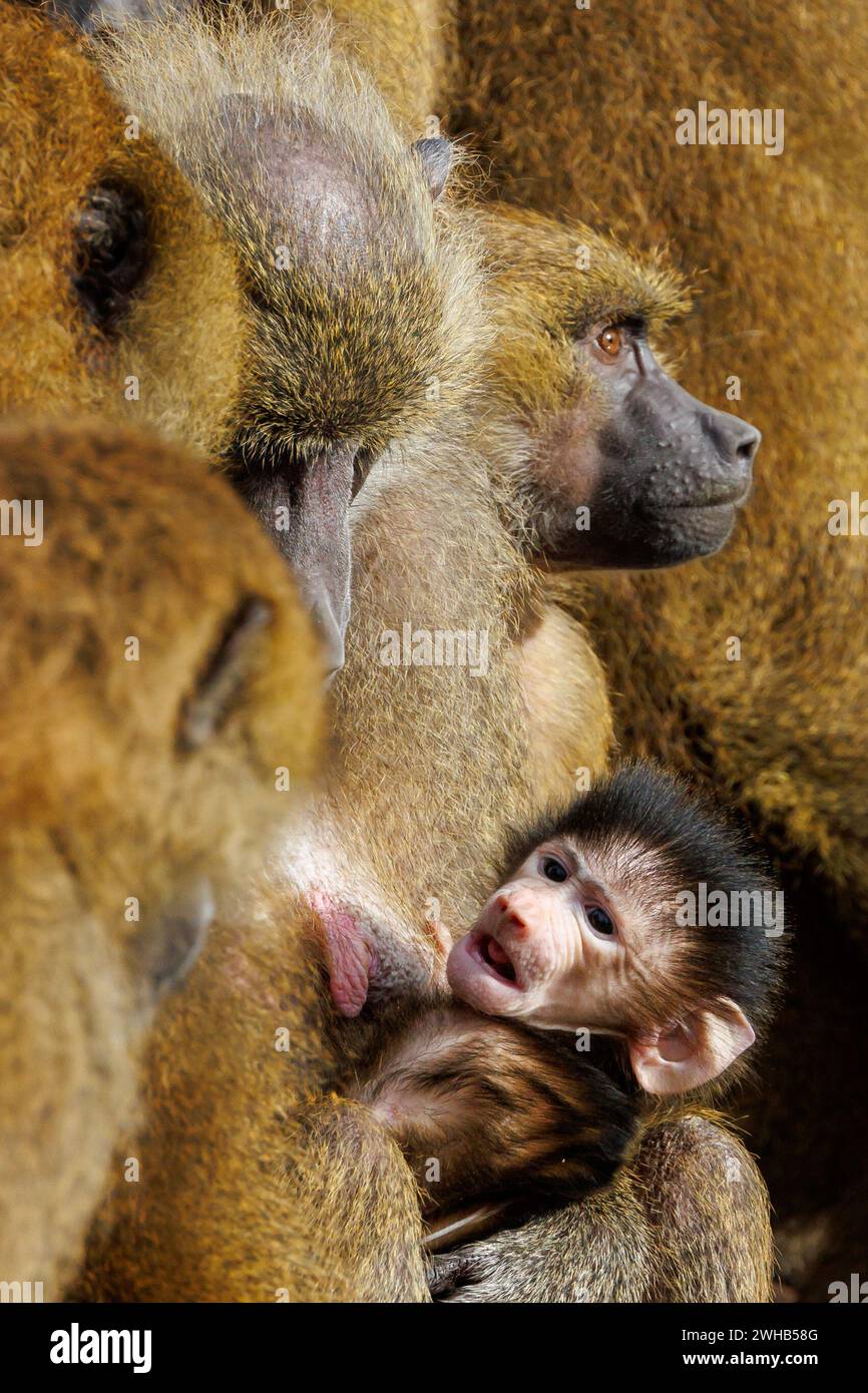 Nuremberg, Germany. 09th Feb, 2024. Baboons sit with a young animal in ...