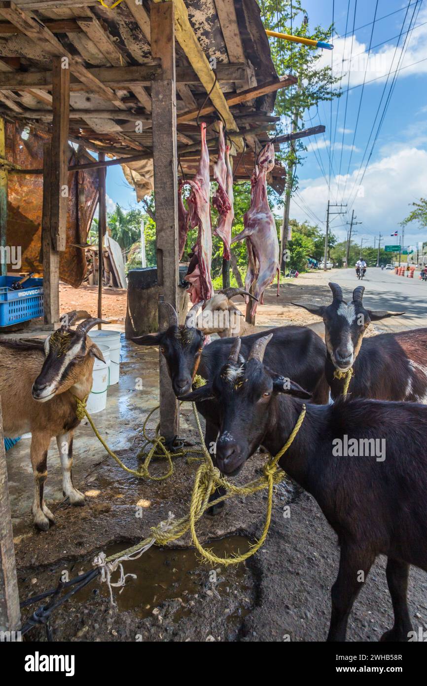 Goats awaiting being butchered and strung up for sale on a roadside in ...