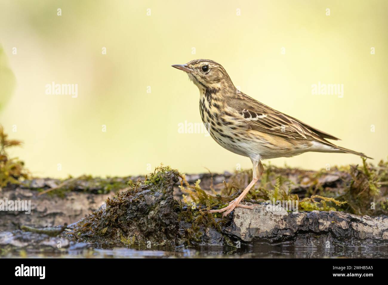Tree Pipit Anthus trivialis bird by the forest puddle Stock Photo - Alamy