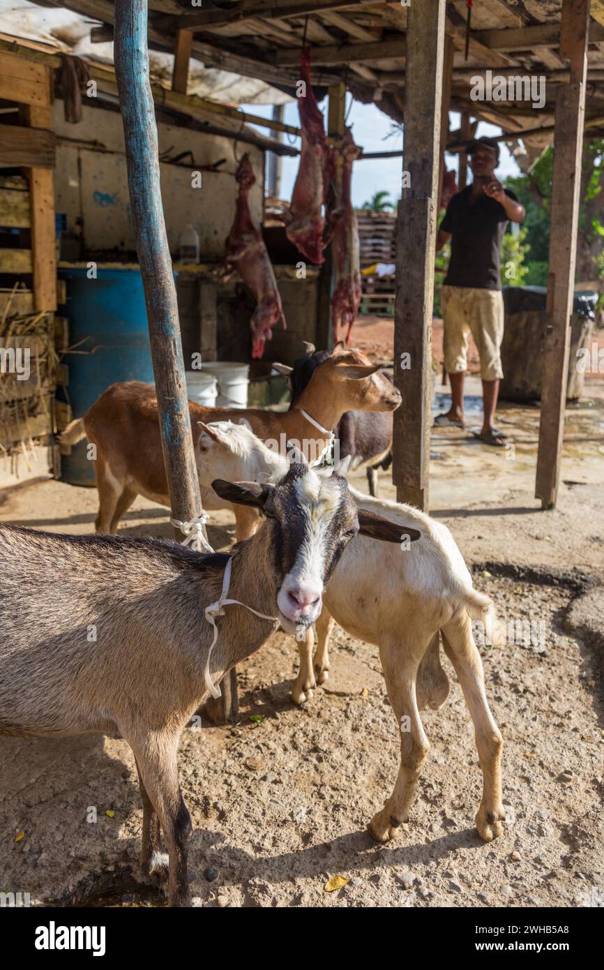 Goats awaiting being butchered and strung up for sale on a roadside in ...