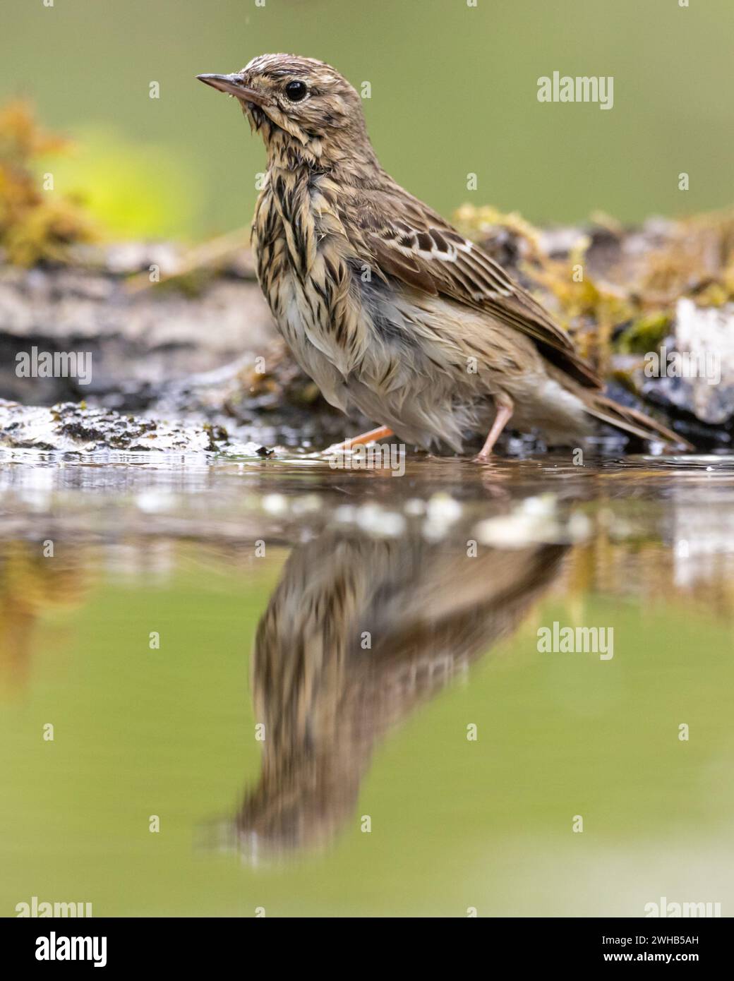 Brown tree pipit anthus trivialis hi-res stock photography and images ...