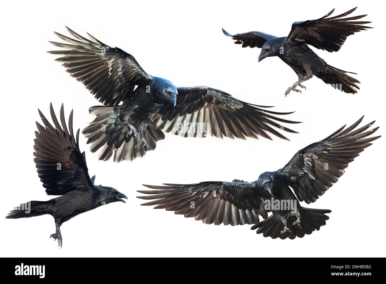 Birds flying ravens isolated on white background Corvus corax ...
