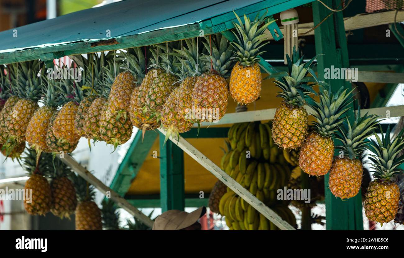 Pineapples for sale in a roadside fruit stand in the Dominican Republic ...