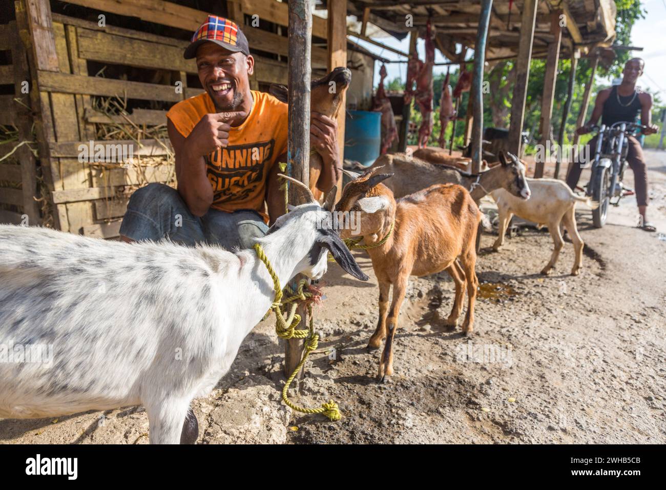 Goats awaiting being butchered and strung up for sale on a roadside in ...