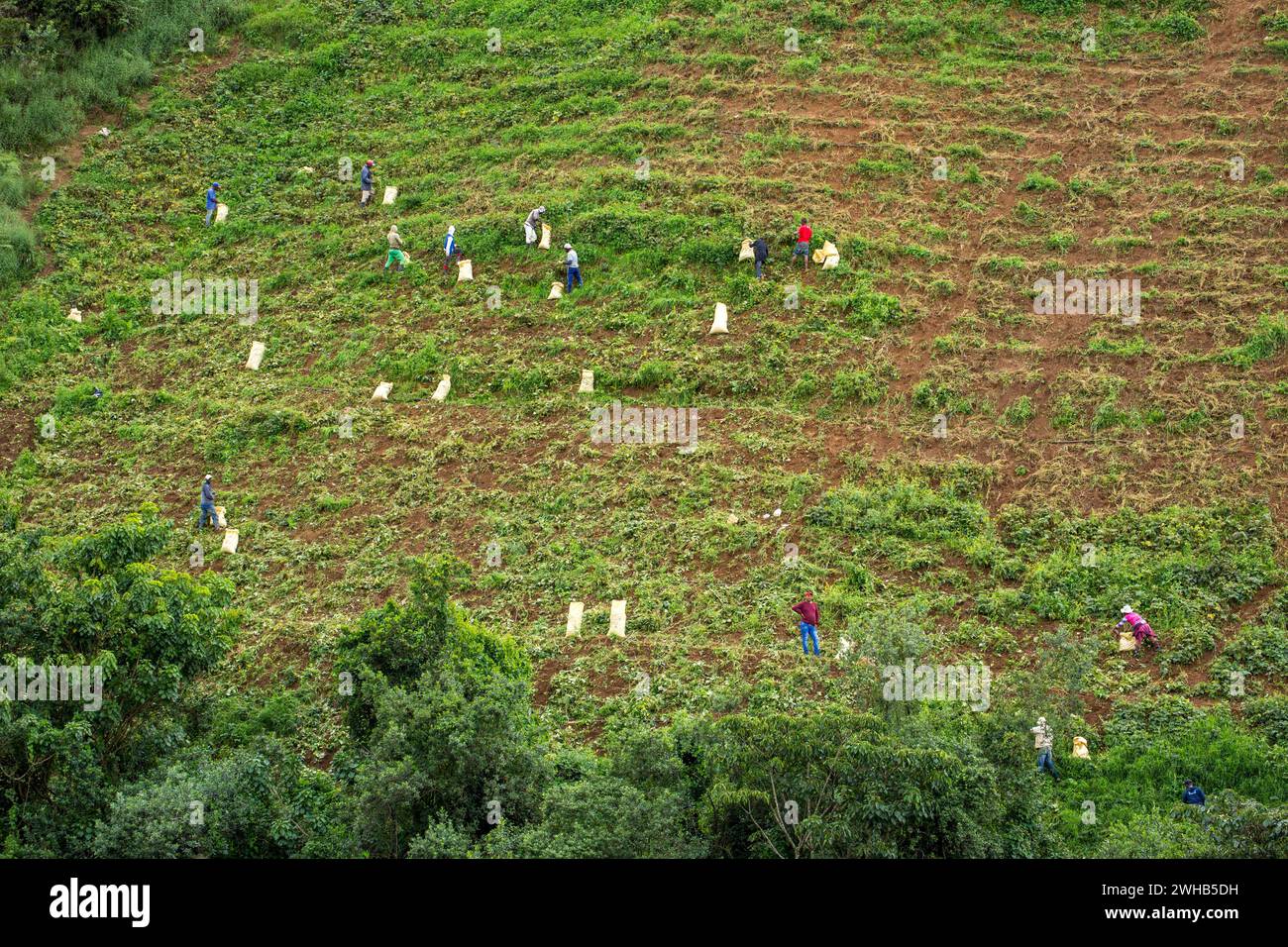 Workers harvesting produce on a farm in the mountains near Constanza in ...