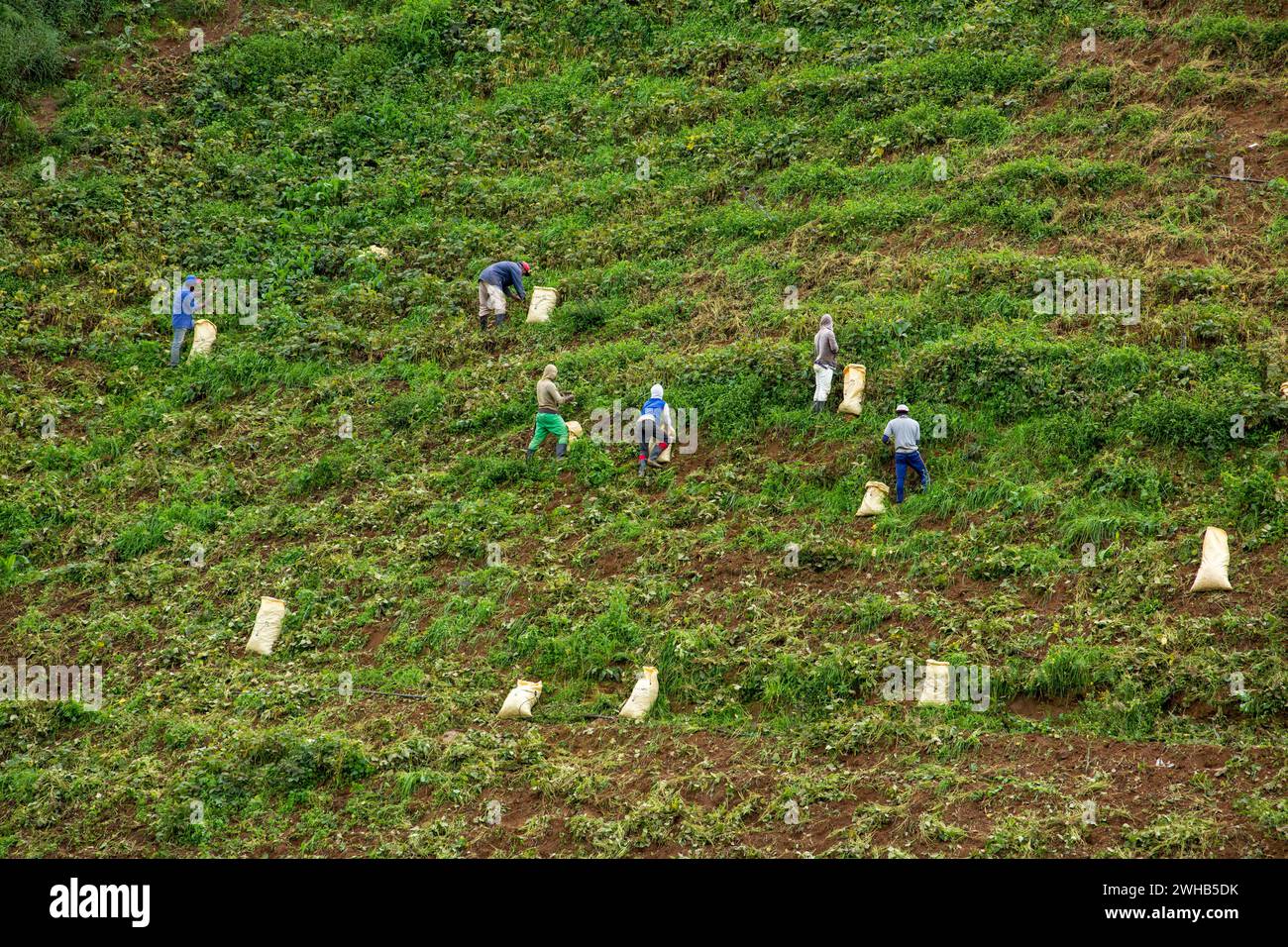 Workers harvesting produce on a farm in the mountains near Constanza in ...