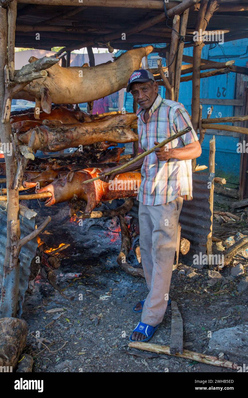 Roasting whole pigs outside on wooden spits over an open wood fire by a ...
