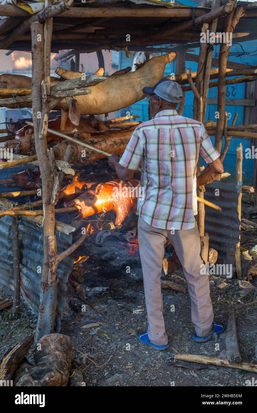 Roasting whole pigs outside on wooden spits over an open wood fire by a ...