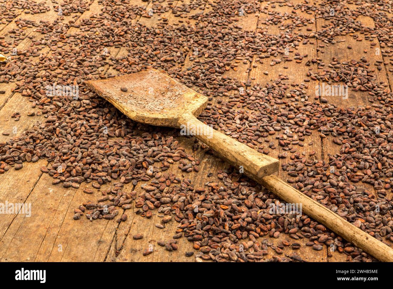 Drying cacao beans and a wooden shovel on a cacao plantation in the ...