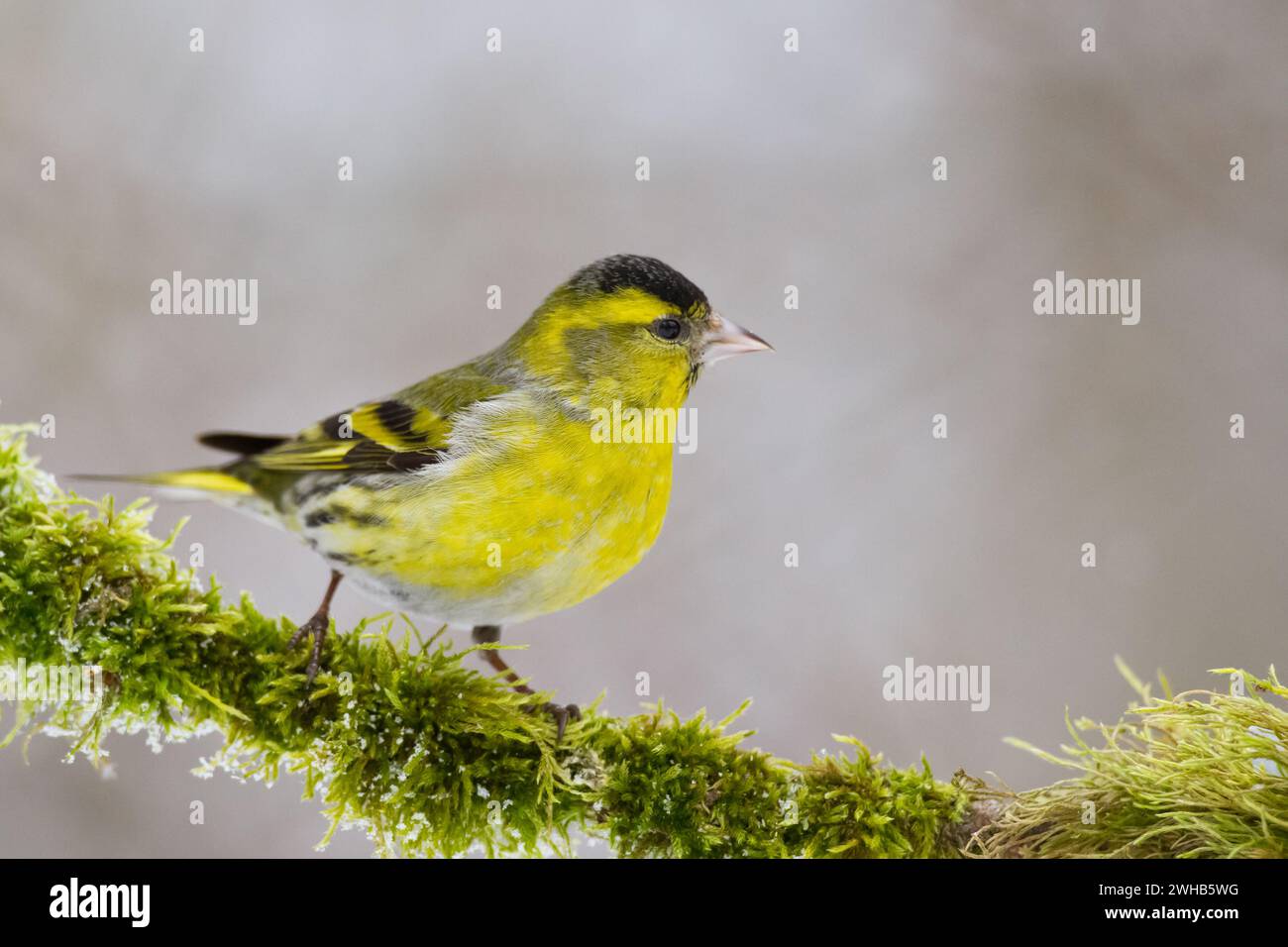 Eurasian european siskin [carduelis hi-res stock photography and images ...
