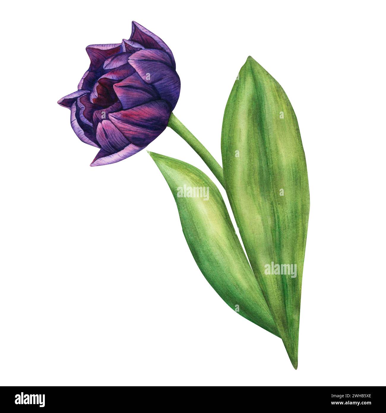 Watercolor purple tulip. Spring violet flowers illustration isolated on ...