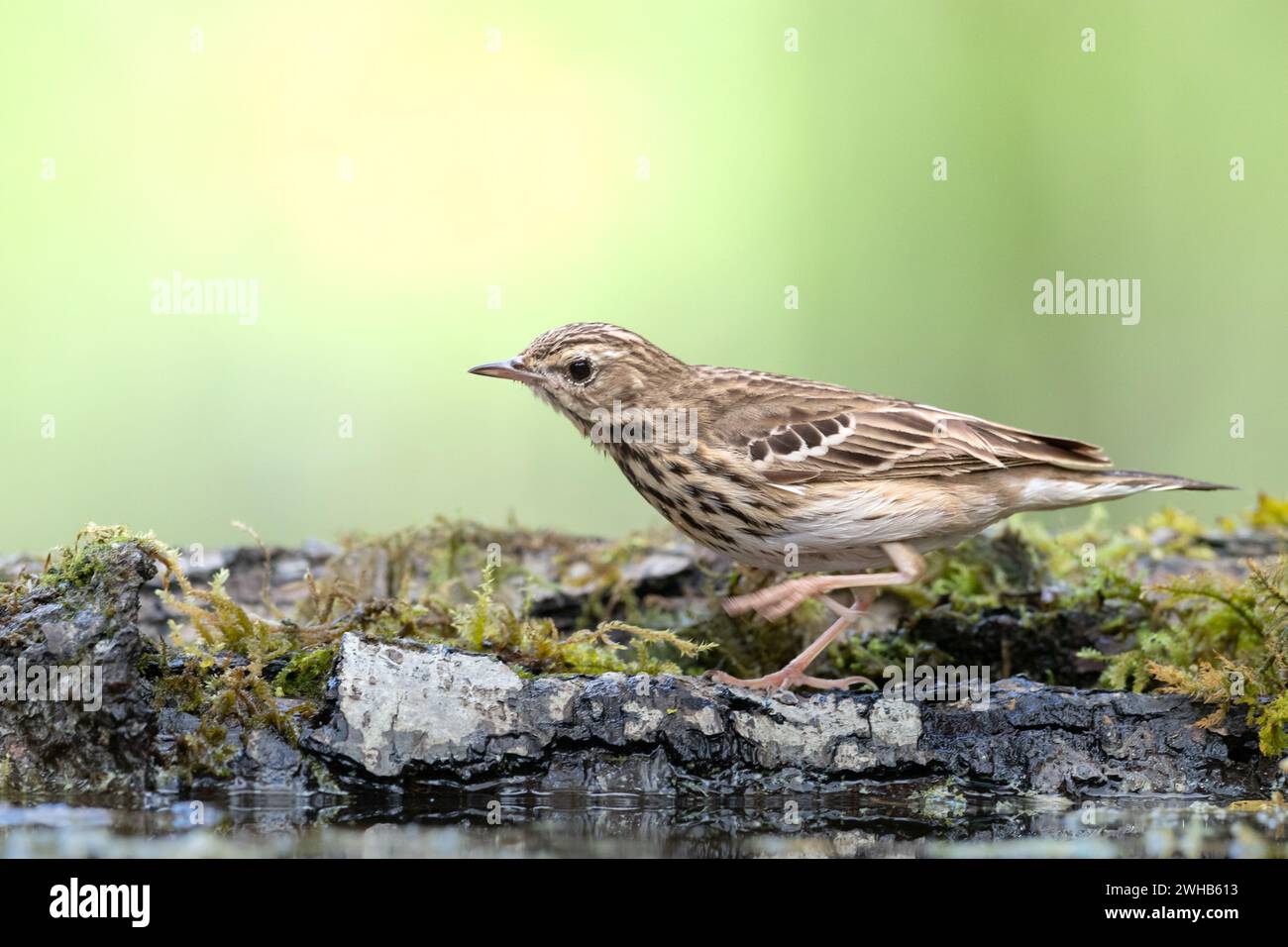 Tree pipit bird hi-res stock photography and images - Alamy