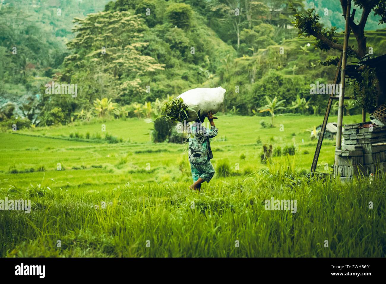 Magnifique paysage à Bali Stock Photo - Alamy