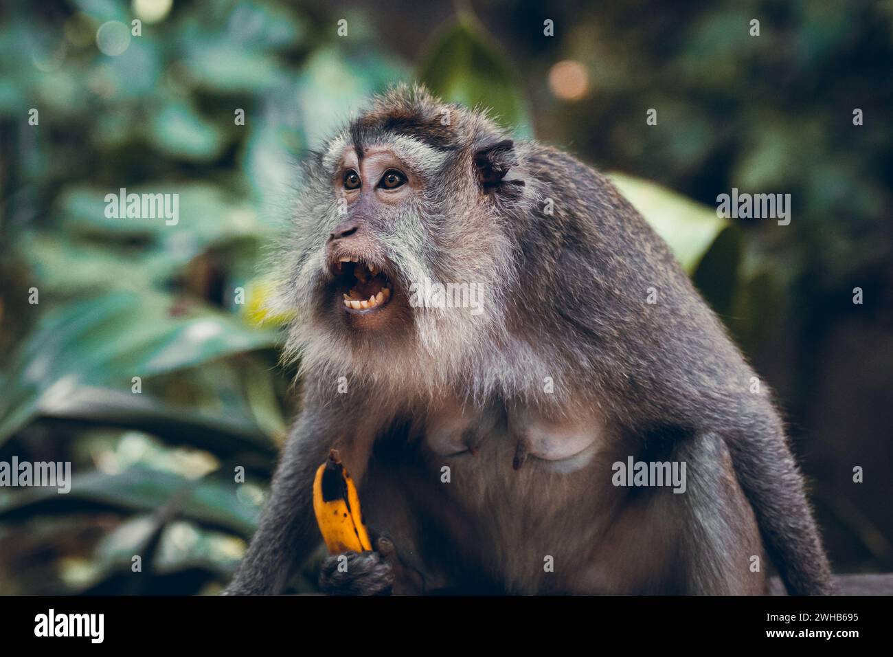 Singes hi-res stock photography and images - Alamy