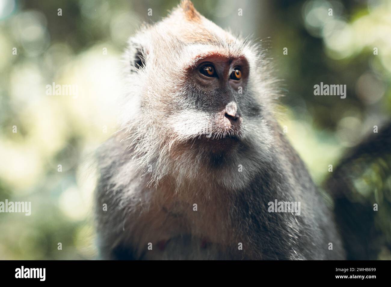 Singes à Bali Stock Photo - Alamy