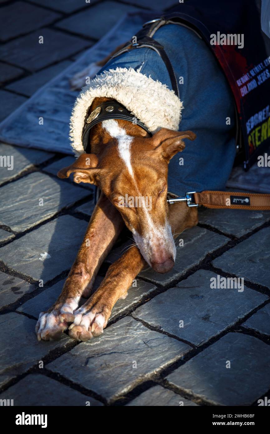 Cologne Galgo March on 27.01.2024, Cologne, Germany. The "World Galgo ...