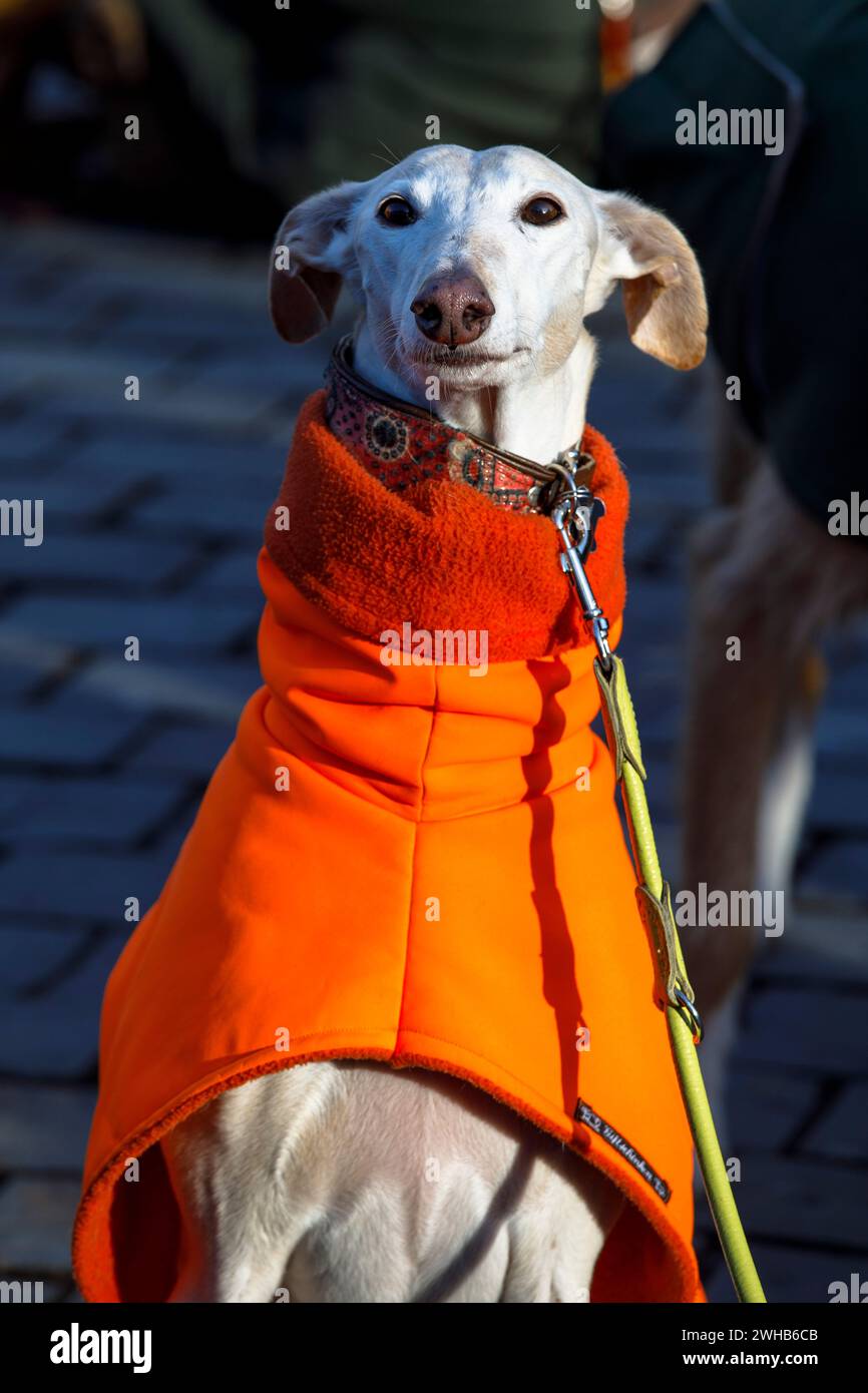 Cologne Galgo March on 27.01.2024, Cologne, Germany. The "World Galgo ...