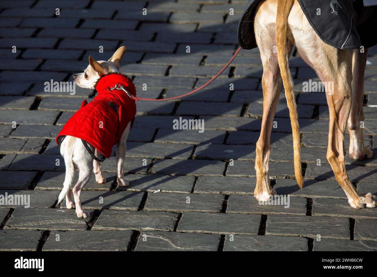 Cologne Galgo March on 27.01.2024, Cologne, Germany. The "World Galgo ...