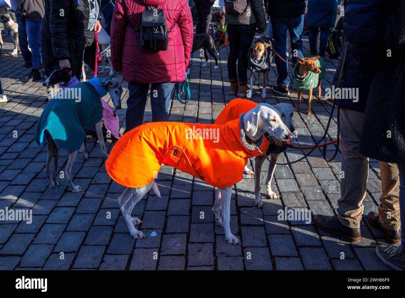 Cologne Galgo March on 27.01.2024, Cologne, Germany. The "World Galgo ...