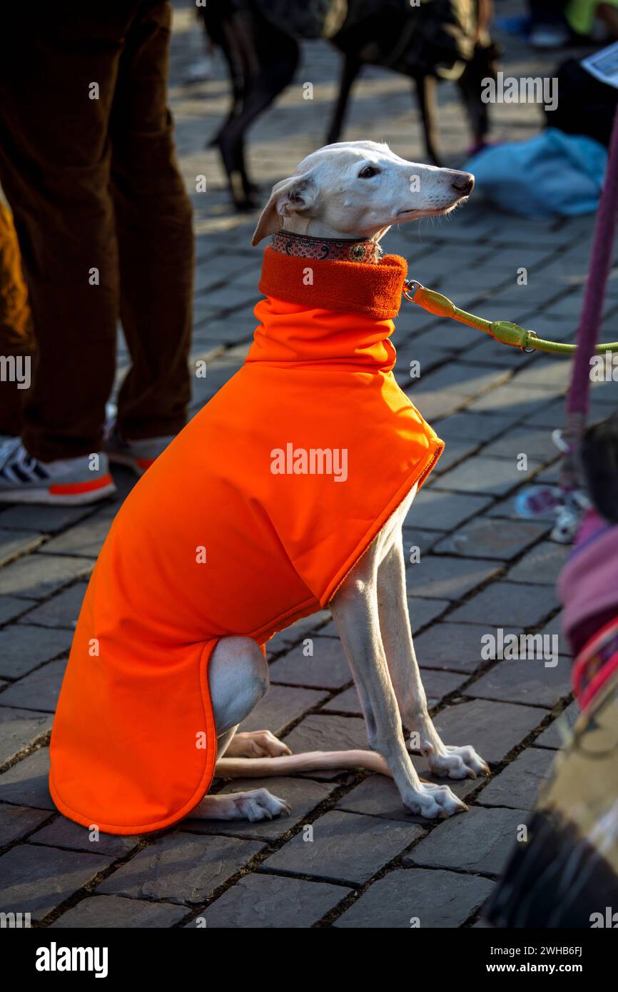 Cologne Galgo March on 27.01.2024, Cologne, Germany. The "World Galgo ...