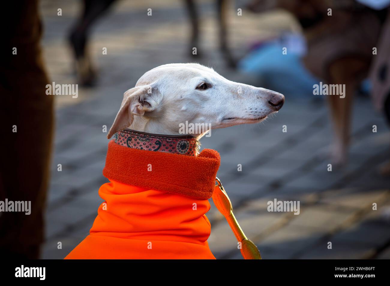 Cologne Galgo March on 27.01.2024, Cologne, Germany. The "World Galgo ...