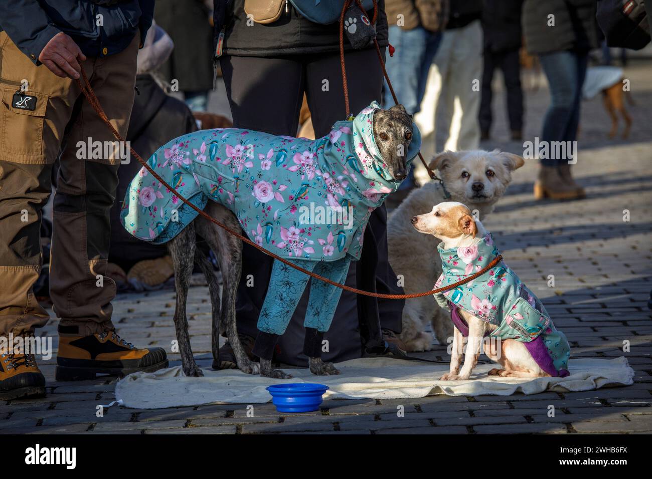 Cologne Galgo March on 27.01.2024, Cologne, Germany. The "World Galgo ...