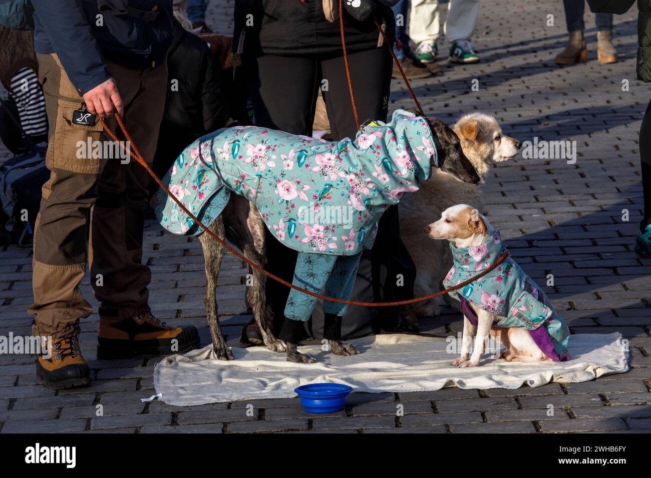 Hundemaentel hi-res stock photography and images - Alamy