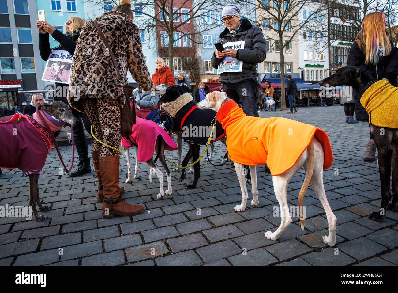 Cologne Galgo March on 27.01.2024, Cologne, Germany. The "World Galgo ...
