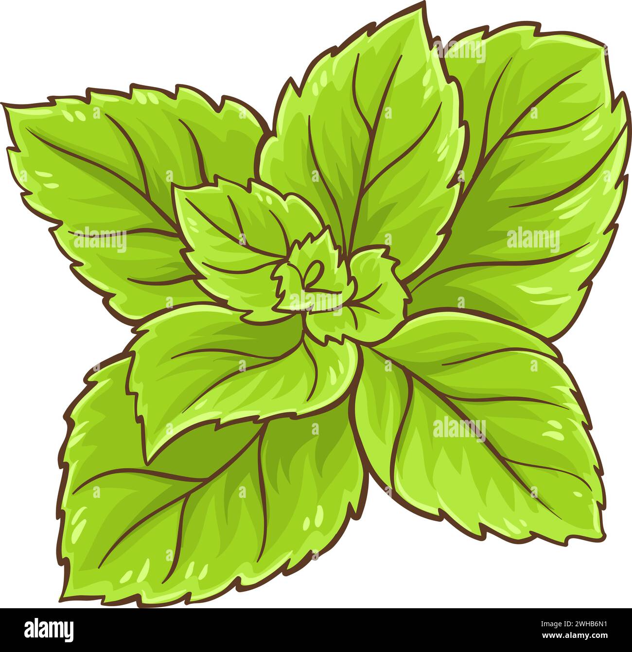 peppermint branch isolated colored illustration Stock Vector Image ...