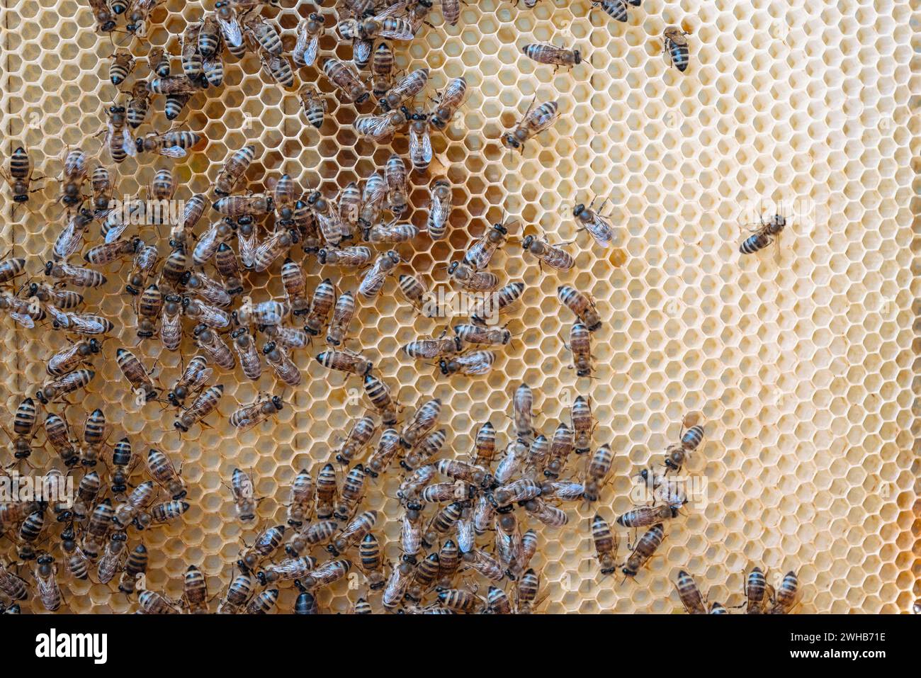Abstract hexagon structure is honeycomb from bee hive filled with ...