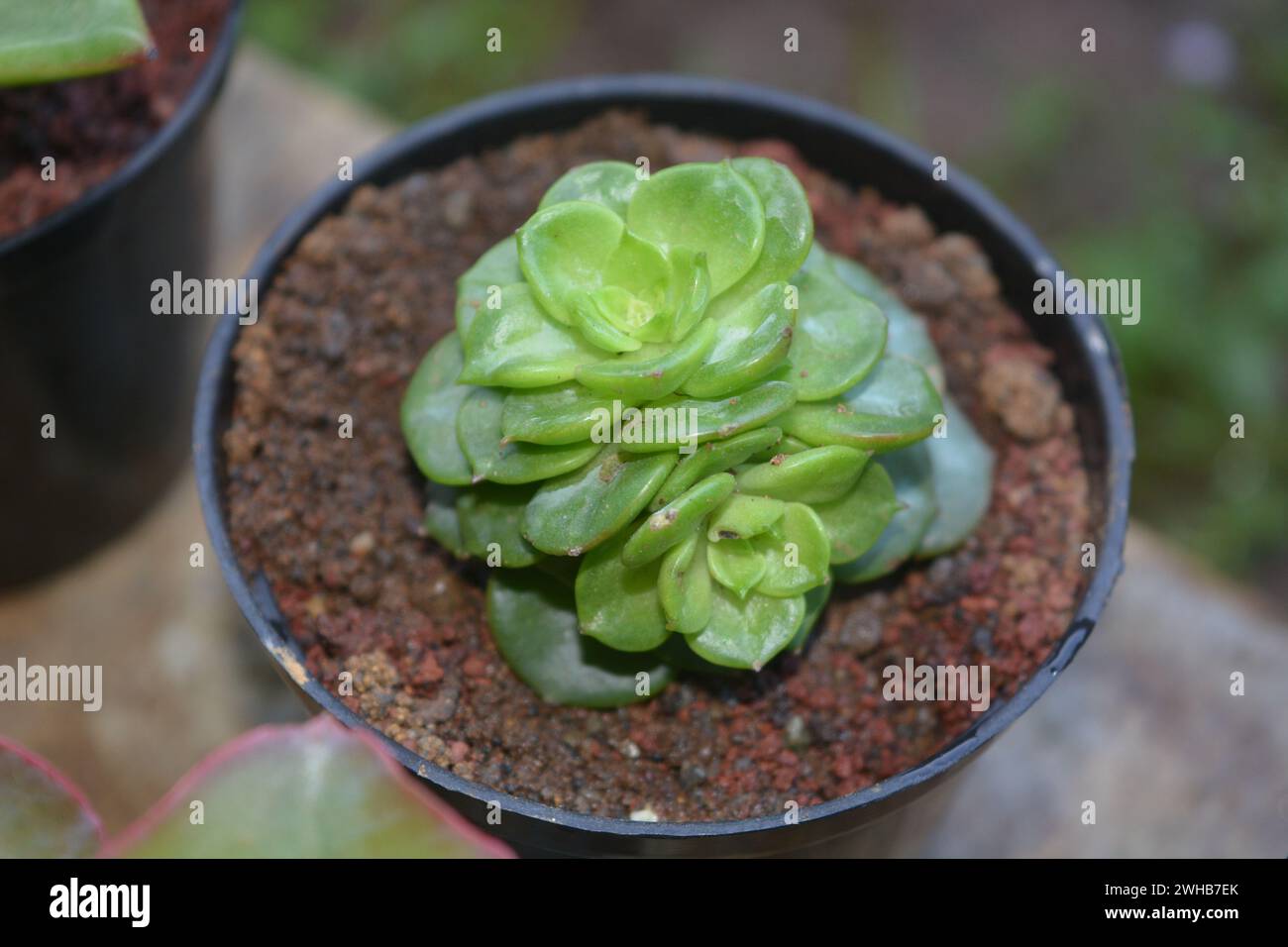 Thick leafage hi-res stock photography and images - Alamy