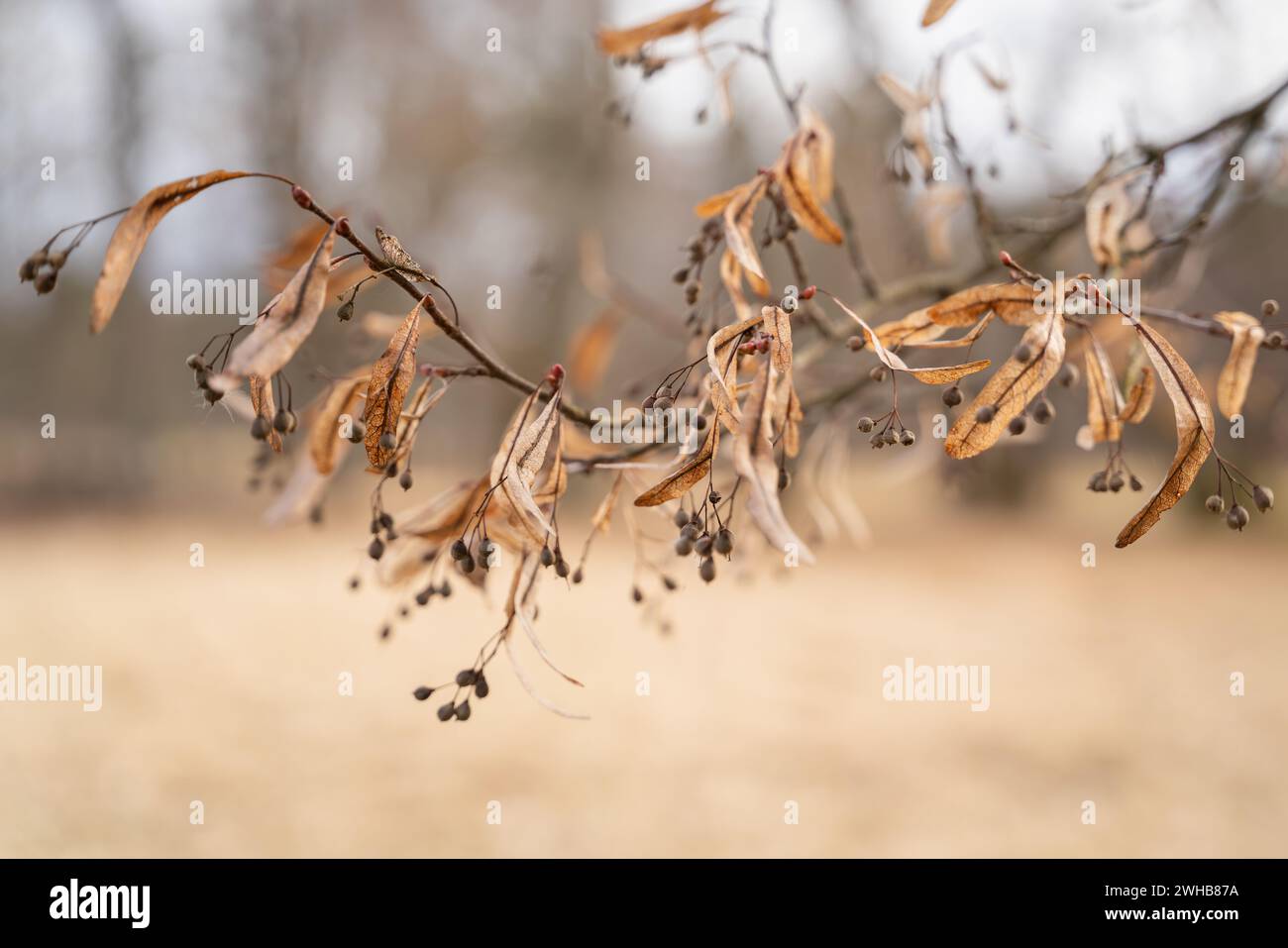 Brown colored background with linden fruits. Linden (Tilia cordata ...