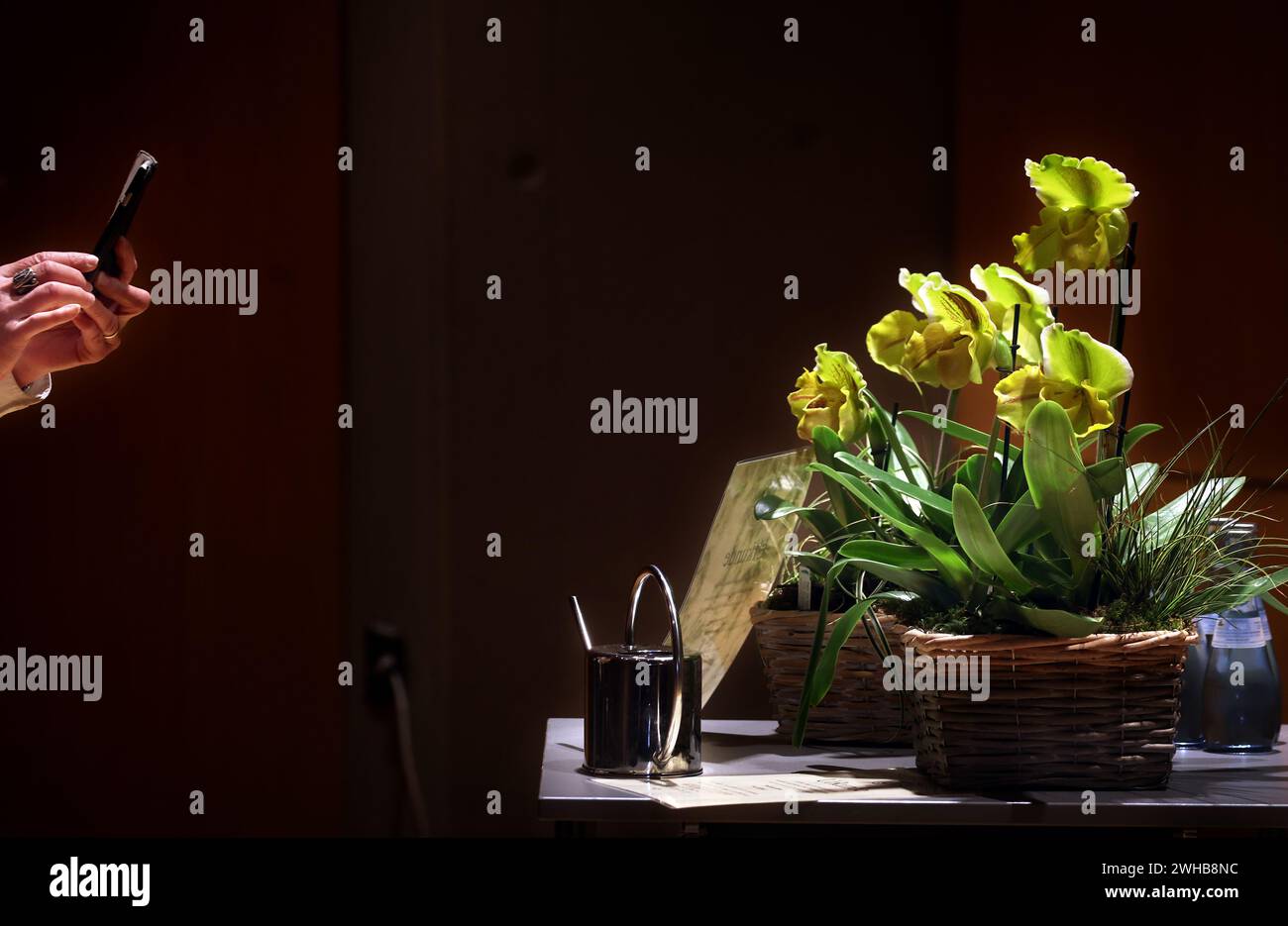 Neu Ulm, Germany. 09th Feb, 2024. A woman photographs a new orchid ...