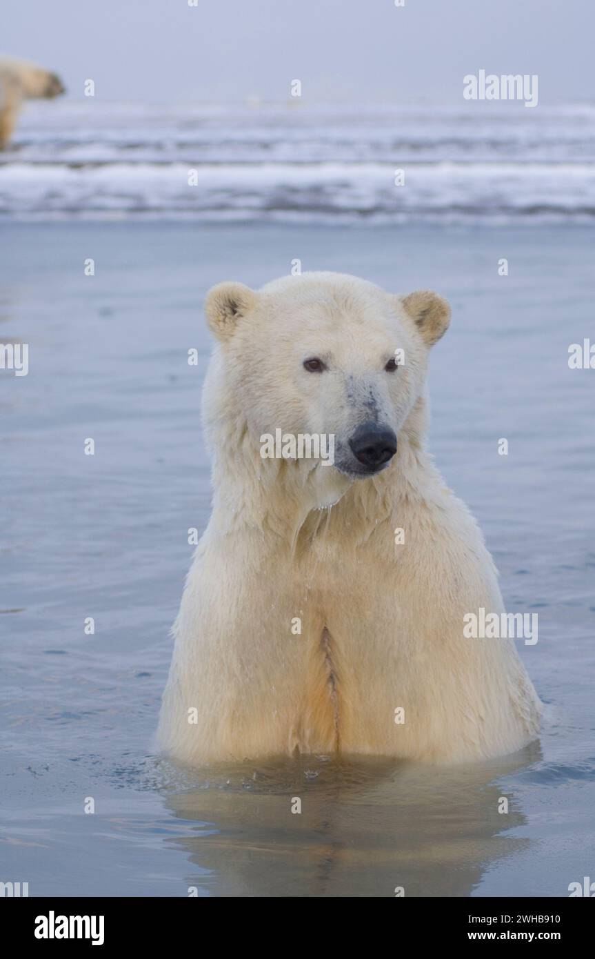 Polar bear young bear in freezing water hi-res stock photography and ...
