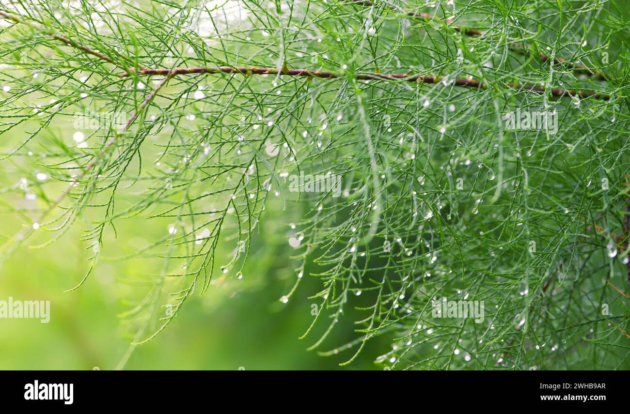 Tamarisk tree water hi-res stock photography and images - Alamy
