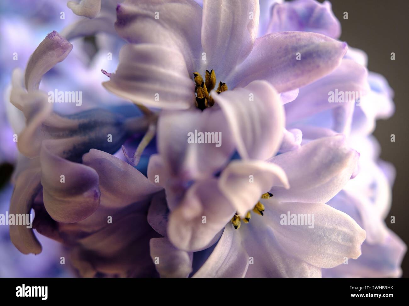 A Blue Hyacinth - Hyacinthus orientalis Stock Photo - Alamy