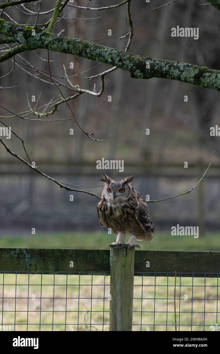 Captive Eagle owl ready to fly Stock Photo - Alamy