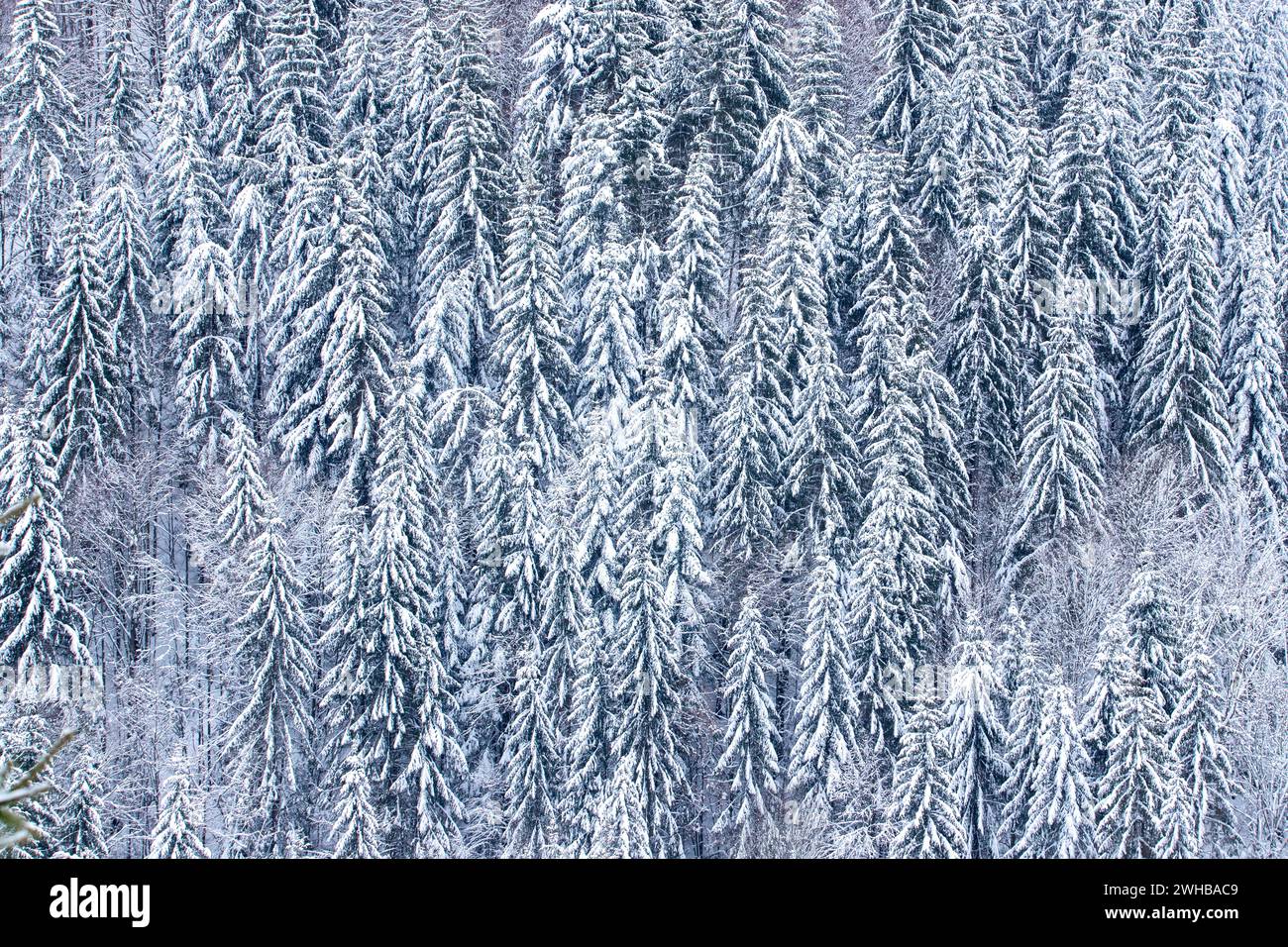 An Aerial perspective of a snowy forest teeming with trees Stock Photo ...